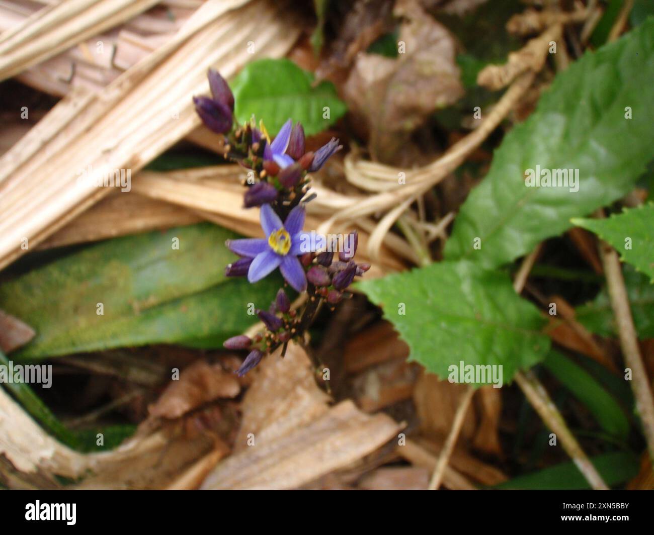 monocots (Liliopsida) Plantae Stock Photo - Alamy