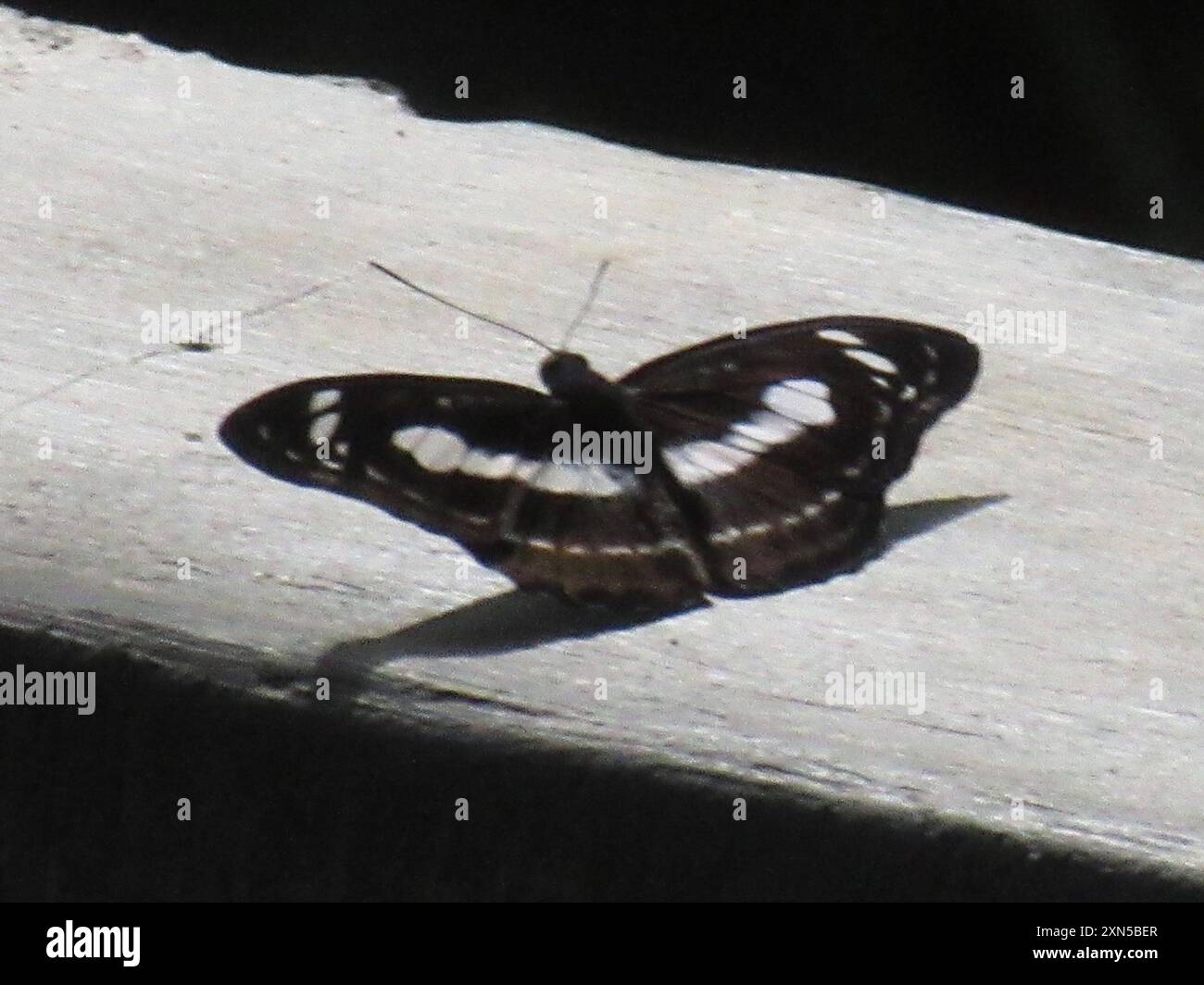 Staff Sergeant (Athyma selenophora) Insecta Stock Photo - Alamy