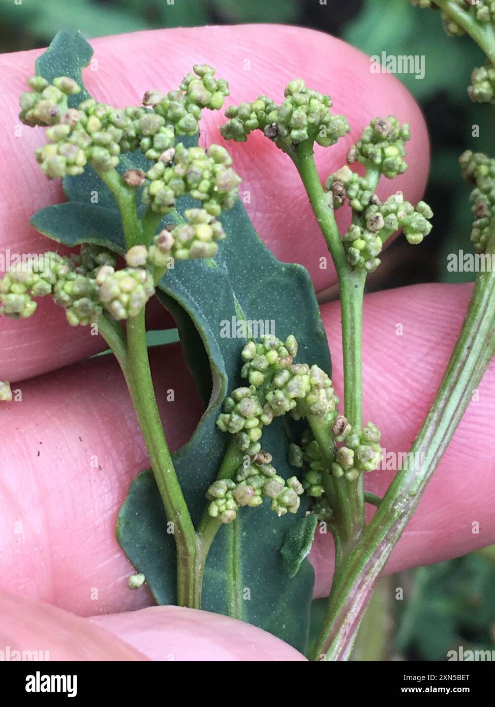 oak-leaved goosefoot (Oxybasis glauca) Plantae Stock Photo - Alamy