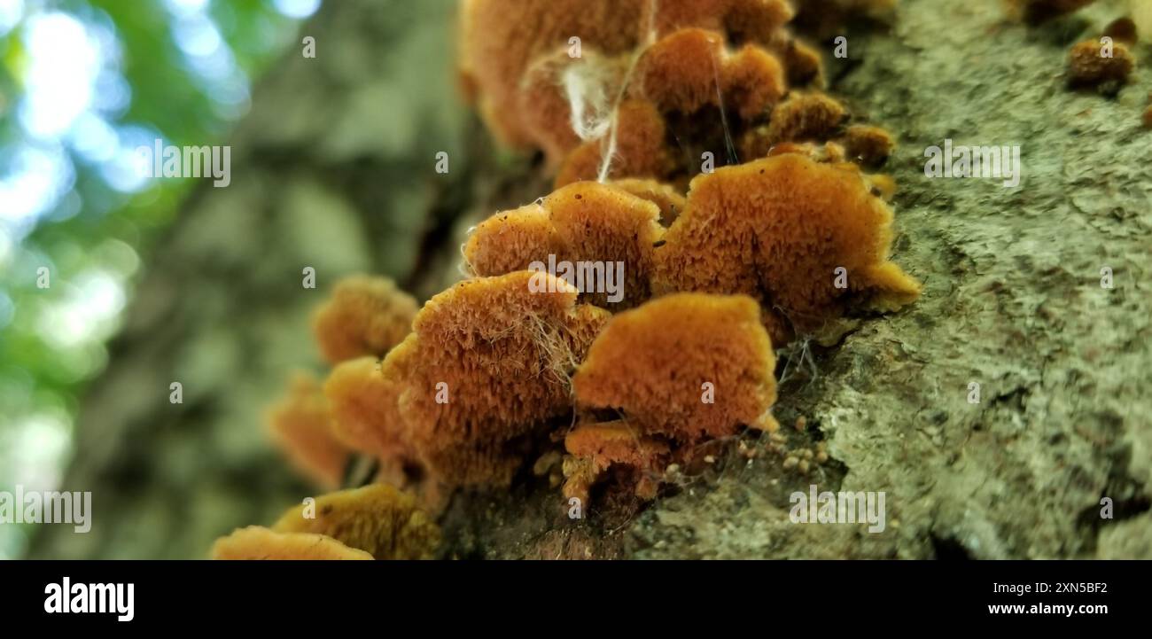 violet-toothed polypore (Trichaptum biforme) Fungi Stock Photo - Alamy