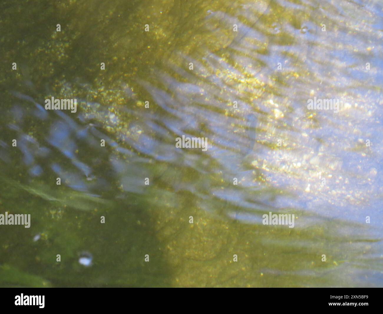 Western Mosquitofish (Gambusia affinis) Actinopterygii Stock Photo - Alamy