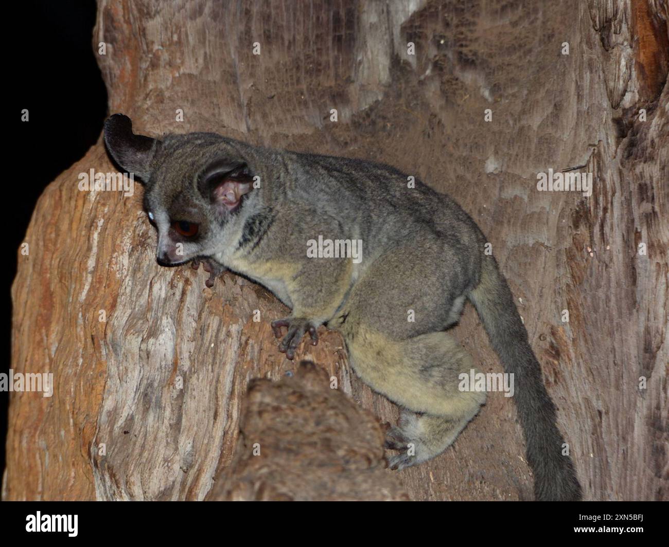 Southern Lesser Galago (Galago moholi) Mammalia Stock Photo - Alamy