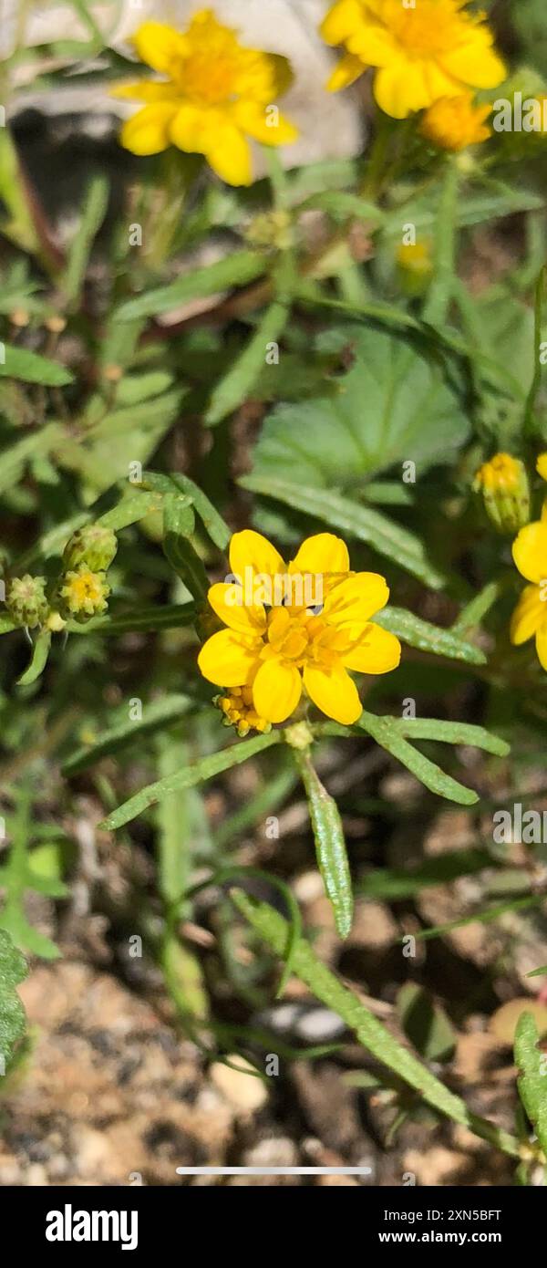 Chinchweed (Pectis papposa) Plantae Stock Photo - Alamy