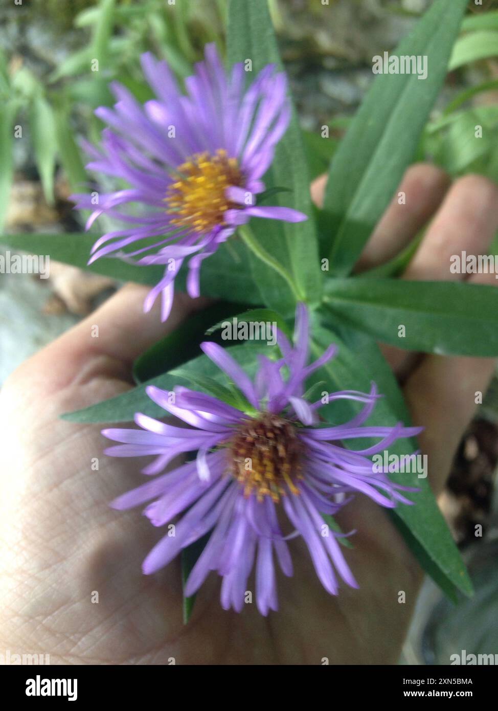 New England aster (Symphyotrichum novae-angliae) Plantae Stock Photo ...