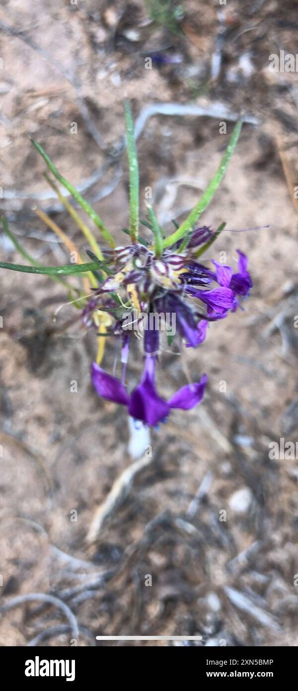 Manyflowered Ipomopsis (Ipomopsis multiflora) Plantae Stock Photo - Alamy