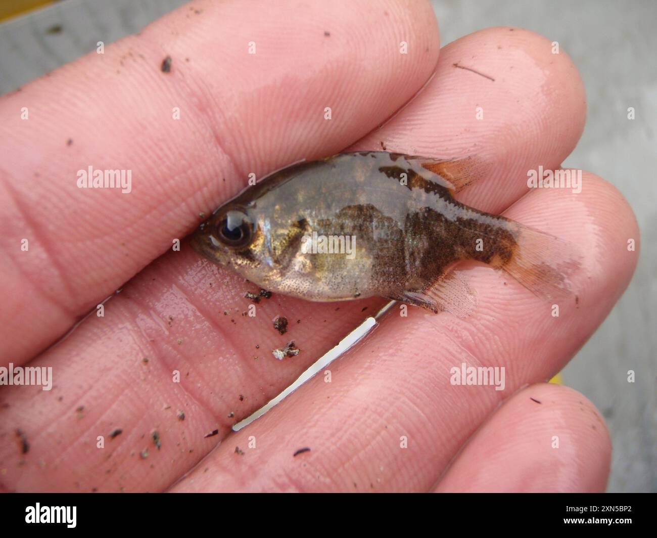 Rock Bass (Ambloplites rupestris) Actinopterygii Stock Photo - Alamy
