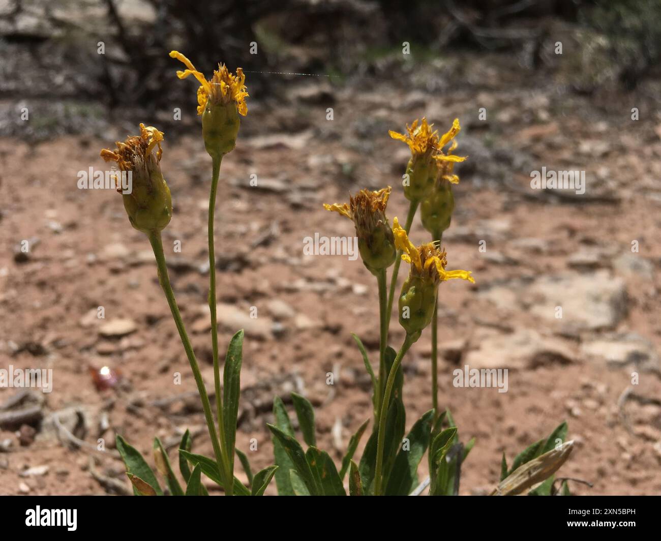 Skyline Goldenweed (Stenotus armerioides armerioides) Plantae Stock ...
