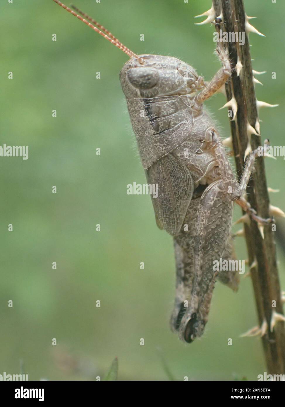 Spur-throated Grasshoppers (Melanoplinae) Insecta Stock Photo - Alamy