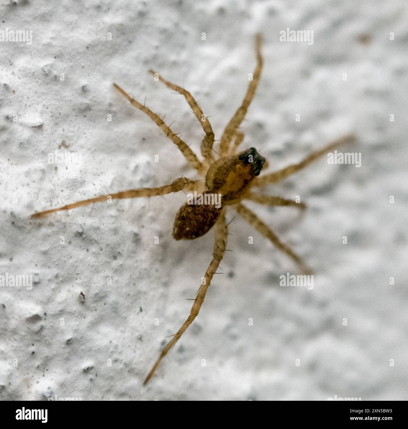 Thin-legged Wolf Spiders (Pardosa) Arachnida Stock Photo - Alamy