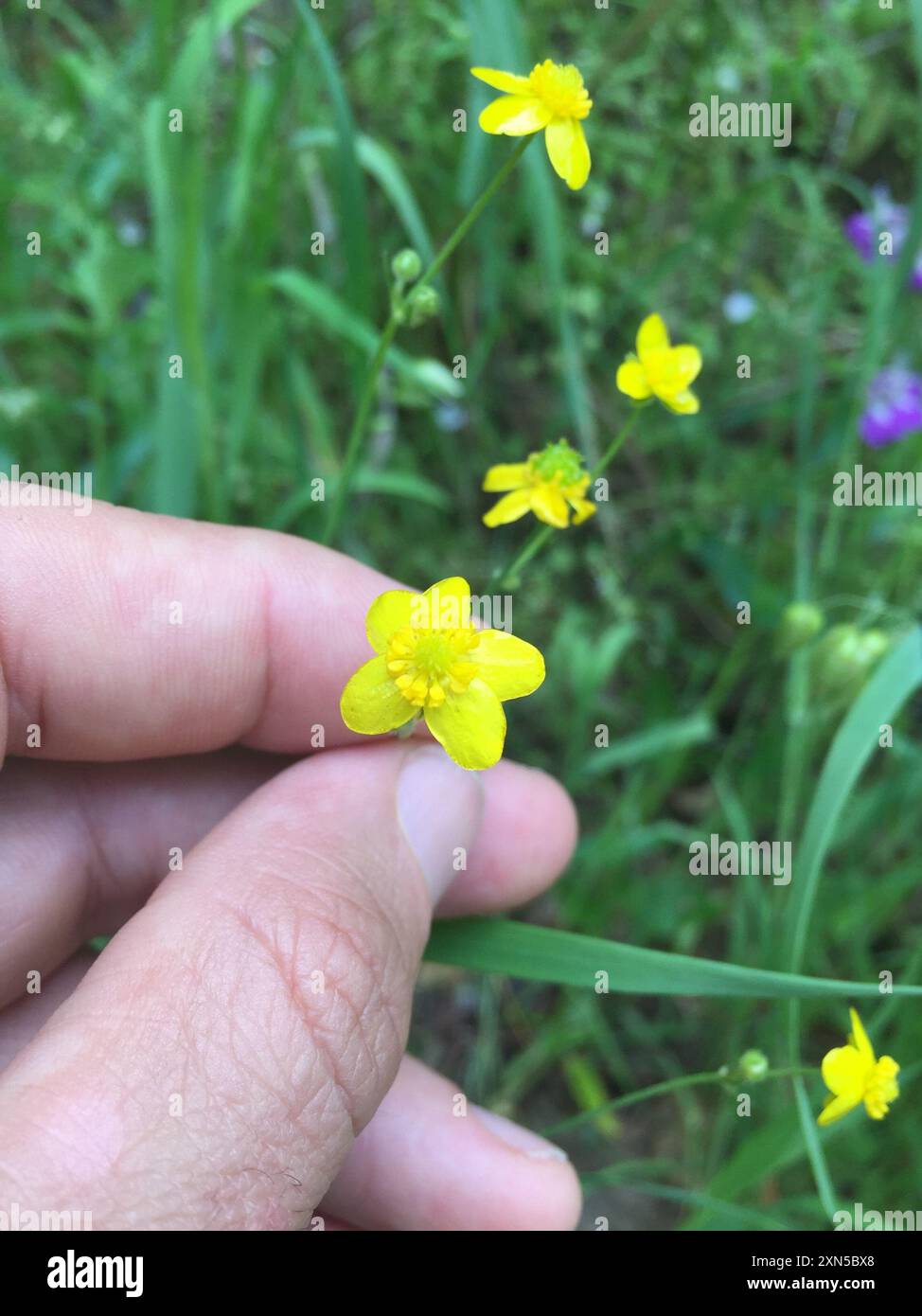 Western Buttercup (Ranunculus occidentalis) Plantae Stock Photo - Alamy