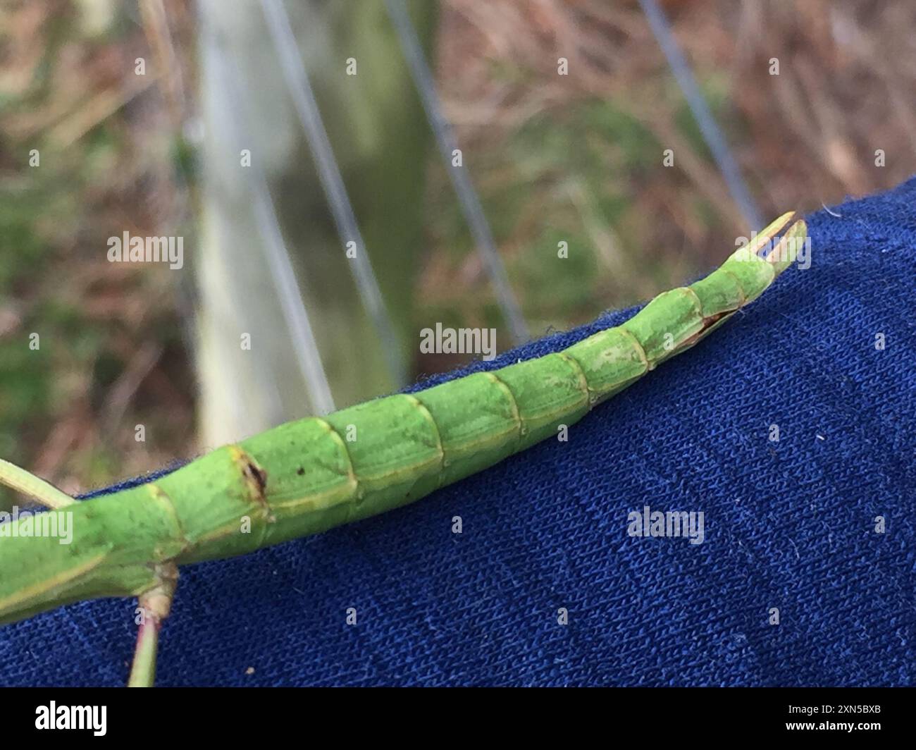 Smooth Stick Insect (Clitarchus hookeri) Insecta Stock Photo - Alamy