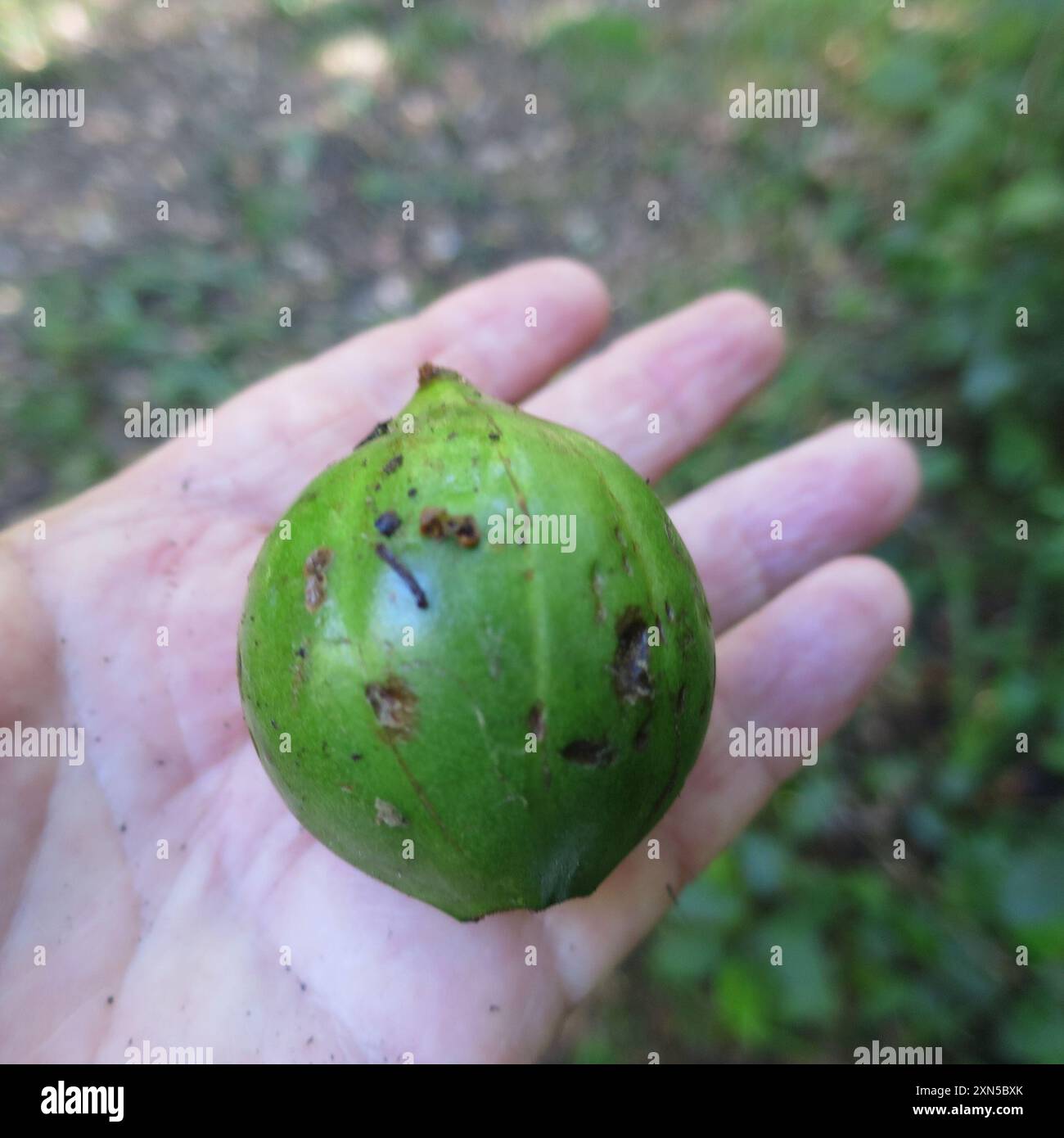 Rothmannia capensis hi-res stock photography and images - Alamy