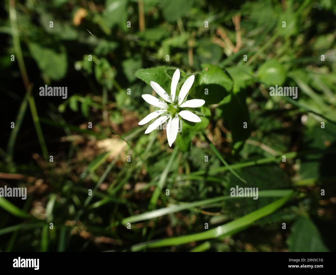 Water Chickweed (Stellaria aquatica) Plantae Stock Photo - Alamy