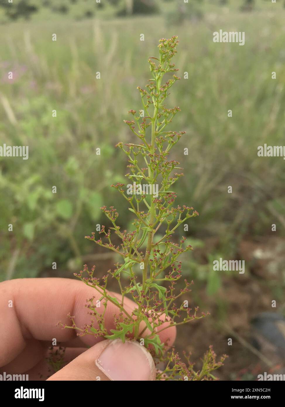 fetid goosefoot (Dysphania graveolens) Plantae Stock Photo - Alamy