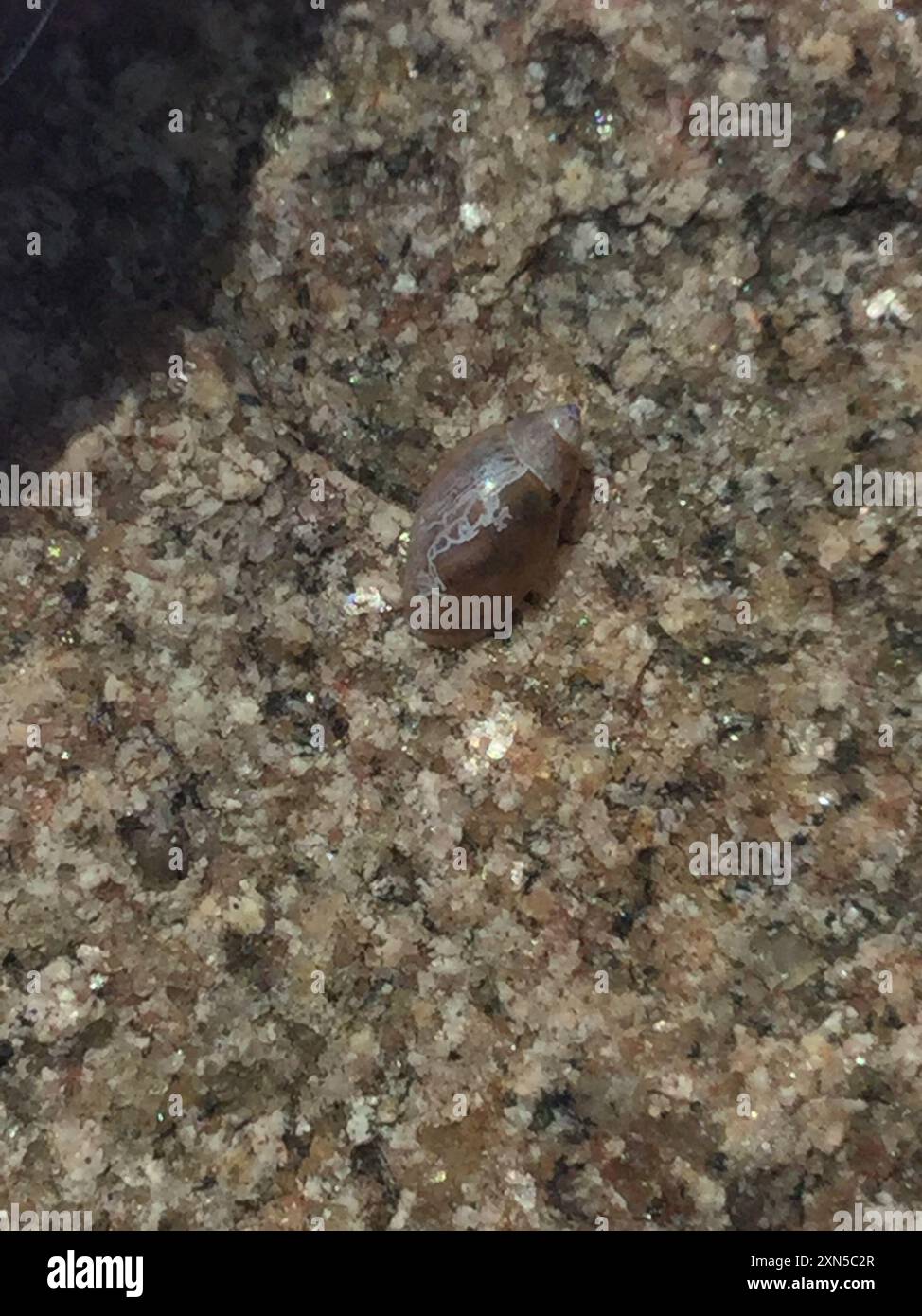 Bladder Snails (Physidae) Mollusca Stock Photo - Alamy