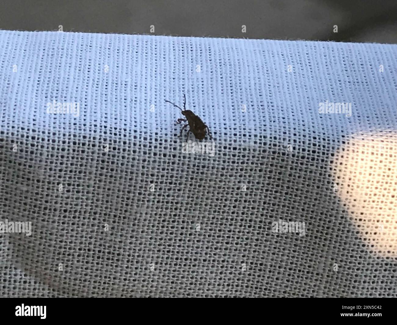 Peach Root Weevil (Pseudoedophrys hilleri) Insecta Stock Photo - Alamy