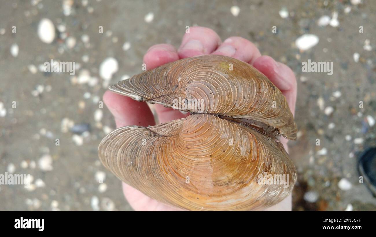 Northern Quahog (Mercenaria mercenaria) Mollusca Stock Photo - Alamy