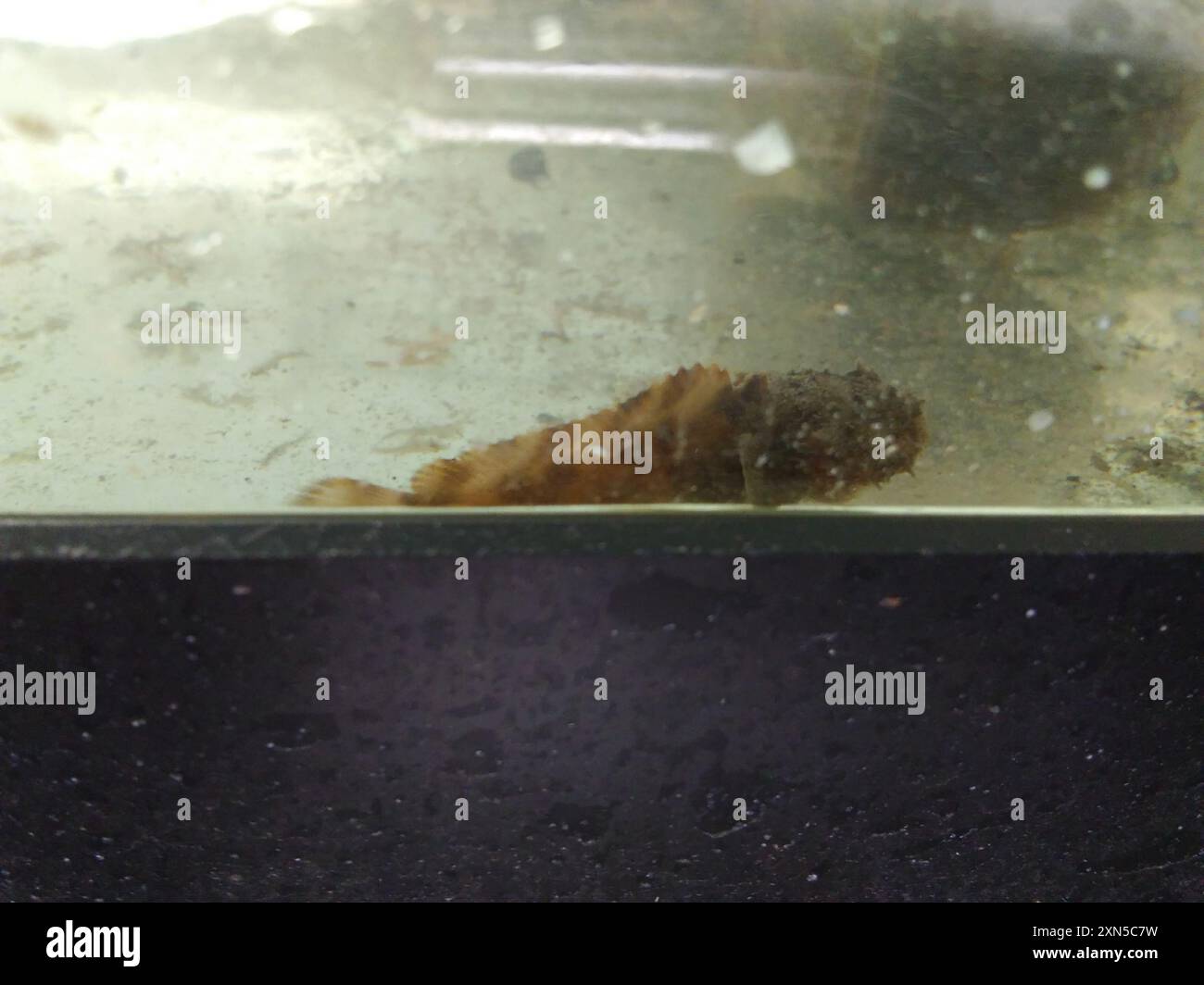 Oyster Toadfish (Opsanus tau) Actinopterygii Stock Photo - Alamy