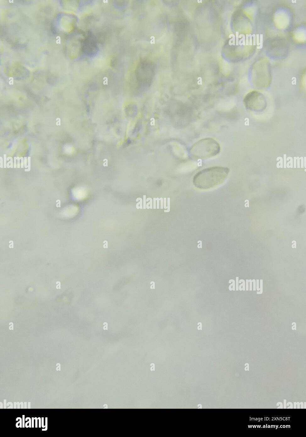 Cluster Cap (Connopus acervatus) Fungi Stock Photo - Alamy