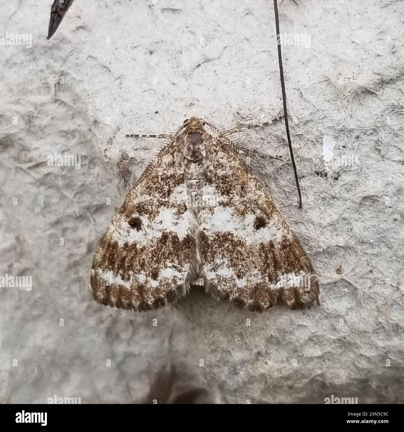 Powder Moth (Eufidonia notataria) Insecta Stock Photo - Alamy