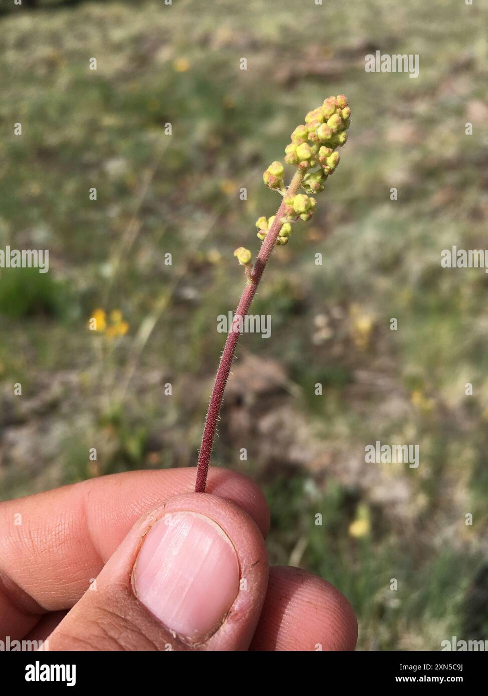 littleleaf alumroot (Heuchera parvifolia) Plantae Stock Photo - Alamy