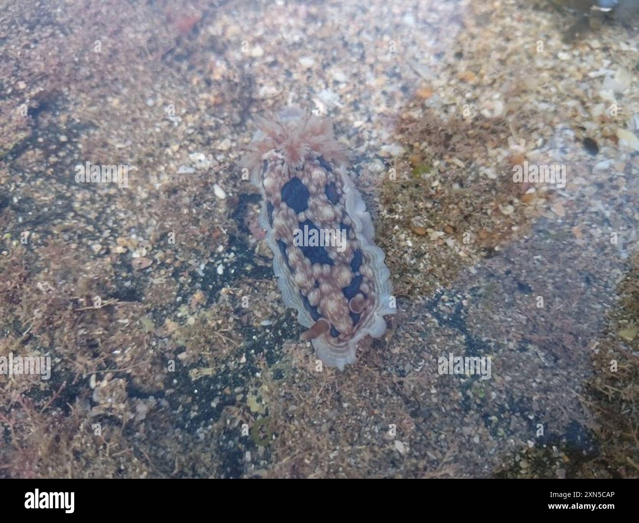 Gem Doris (Dendrodoris krusensternii) Mollusca Stock Photo - Alamy