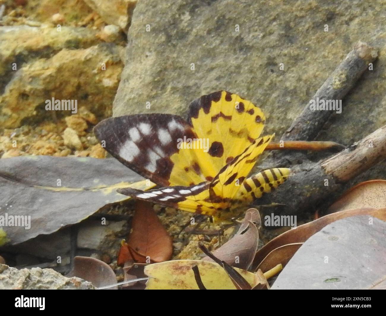 False tiger moth hi-res stock photography and images - Alamy