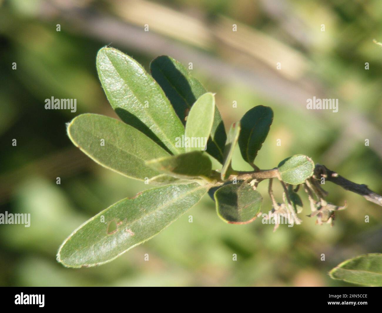 Bluebush (Diospyros lycioides) Plantae Stock Photo - Alamy