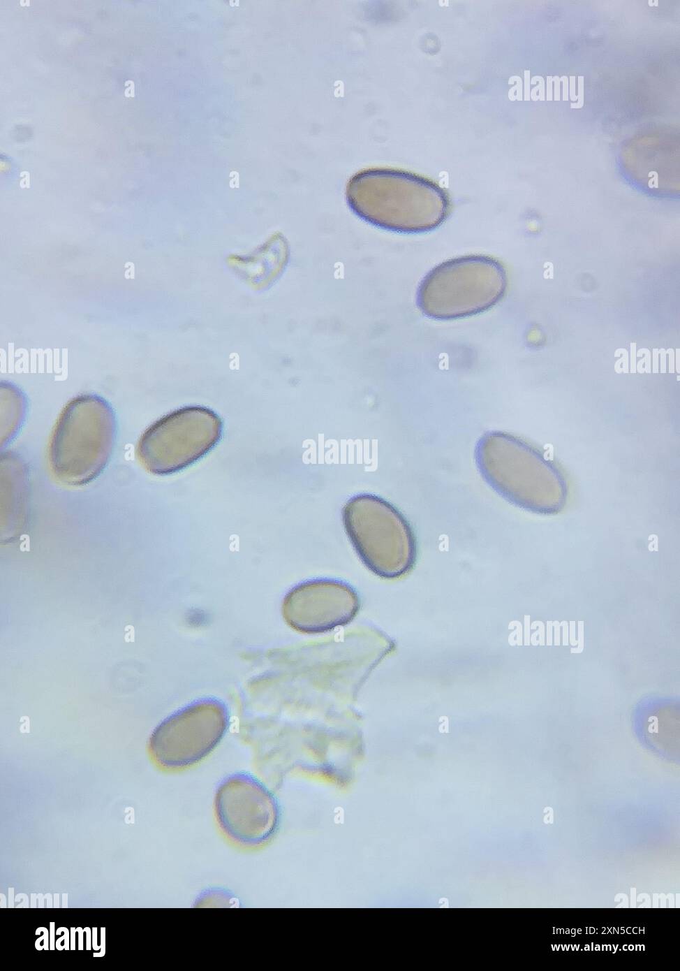 Pale Brittlestem (Candolleomyces candolleanus) Fungi Stock Photo - Alamy