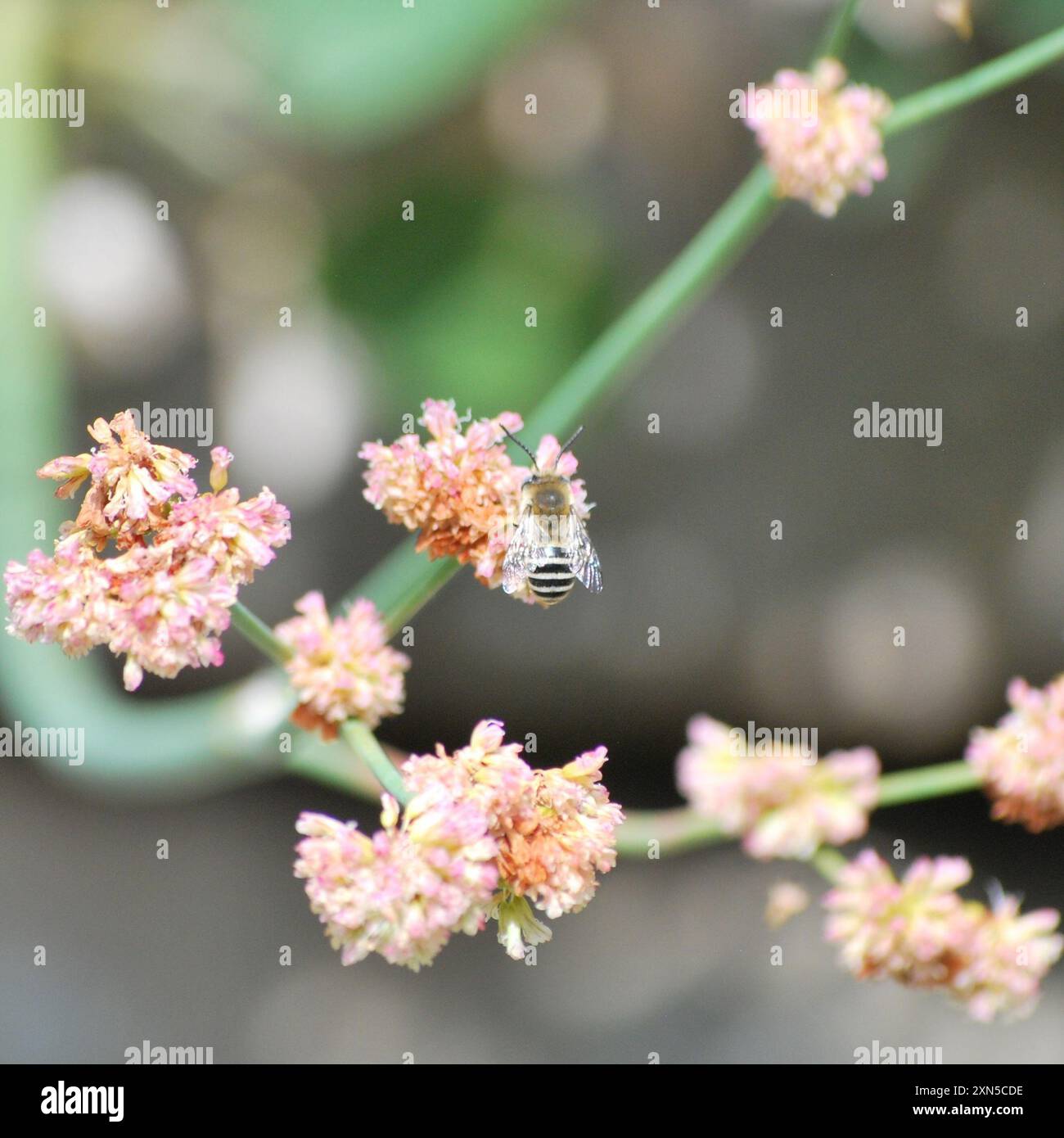 Urbane Digger Bee (Anthophora urbana) Insecta Stock Photo - Alamy
