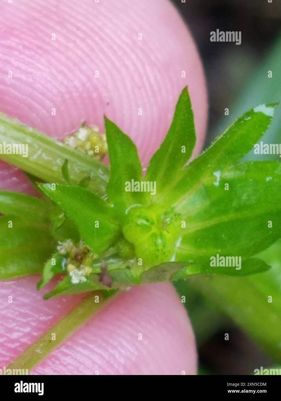 common copperleaf (Acalypha rhomboidea) Plantae Stock Photo - Alamy