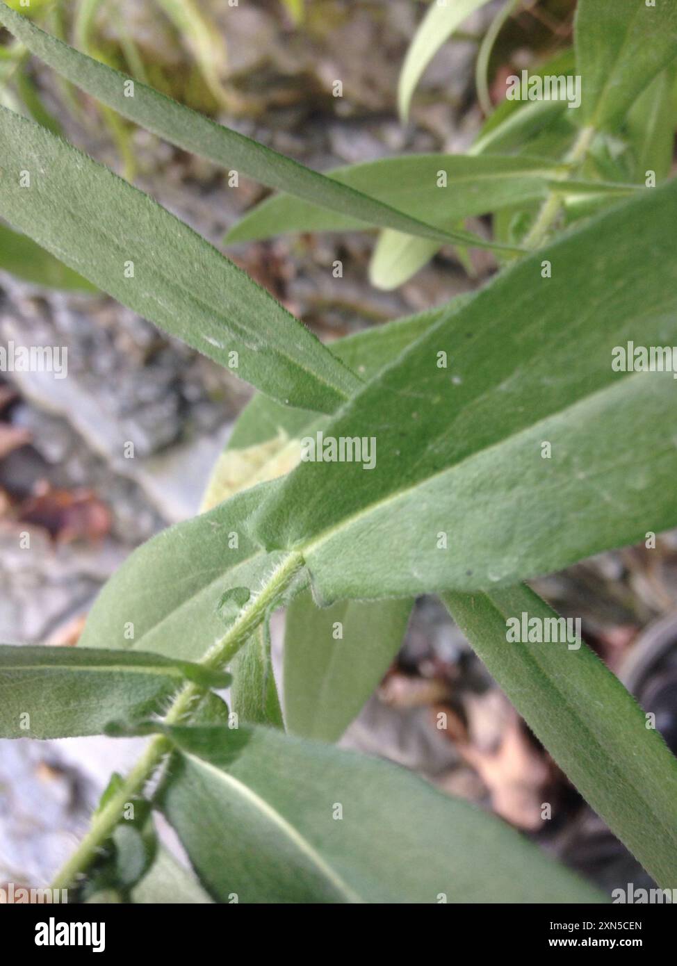 New England aster (Symphyotrichum novae-angliae) Plantae Stock Photo ...