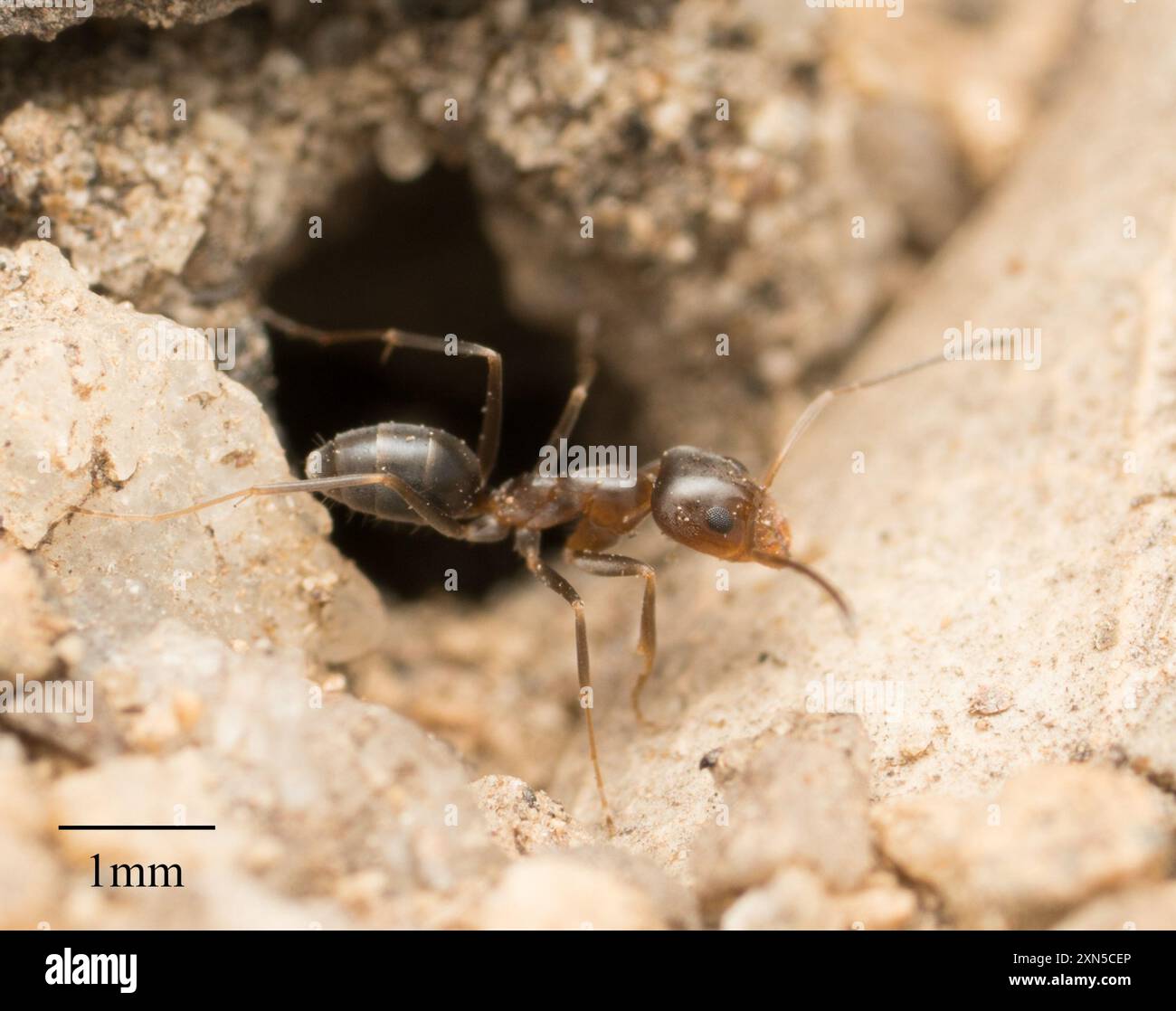 Pyramid Ants (Dorymyrmex) Insecta Stock Photo - Alamy