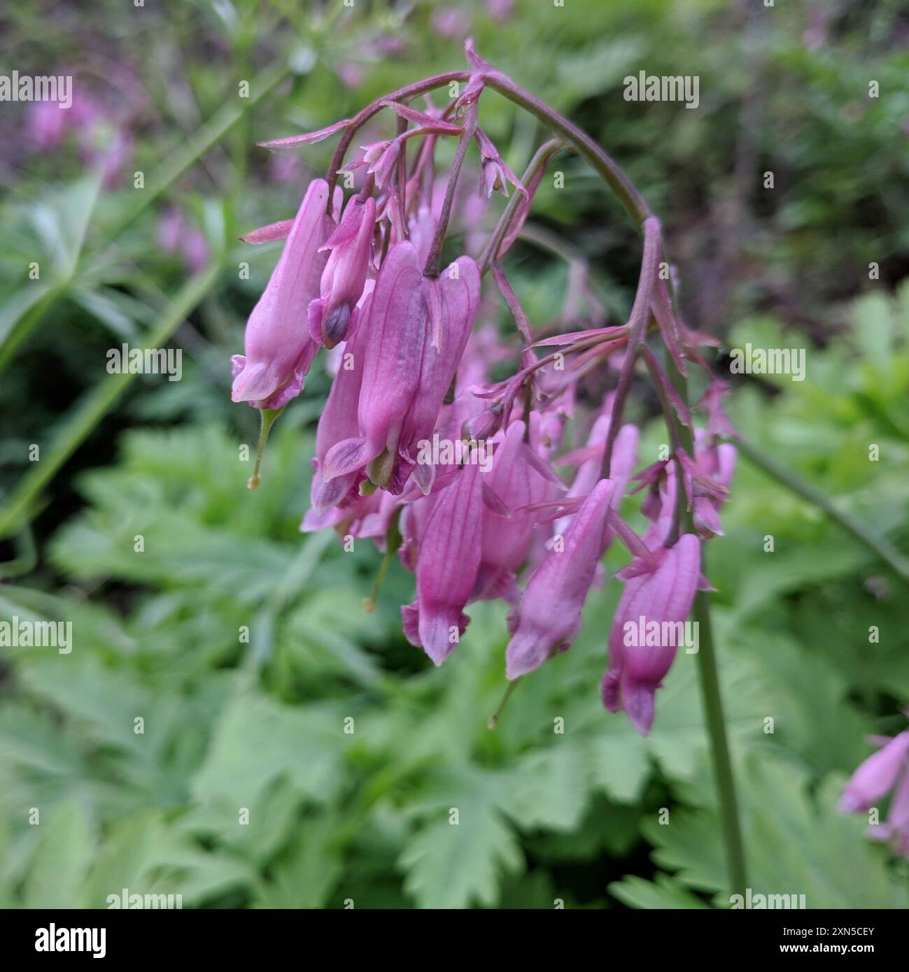 Pacific Bleeding Heart (Dicentra formosa) Plantae Stock Photo - Alamy