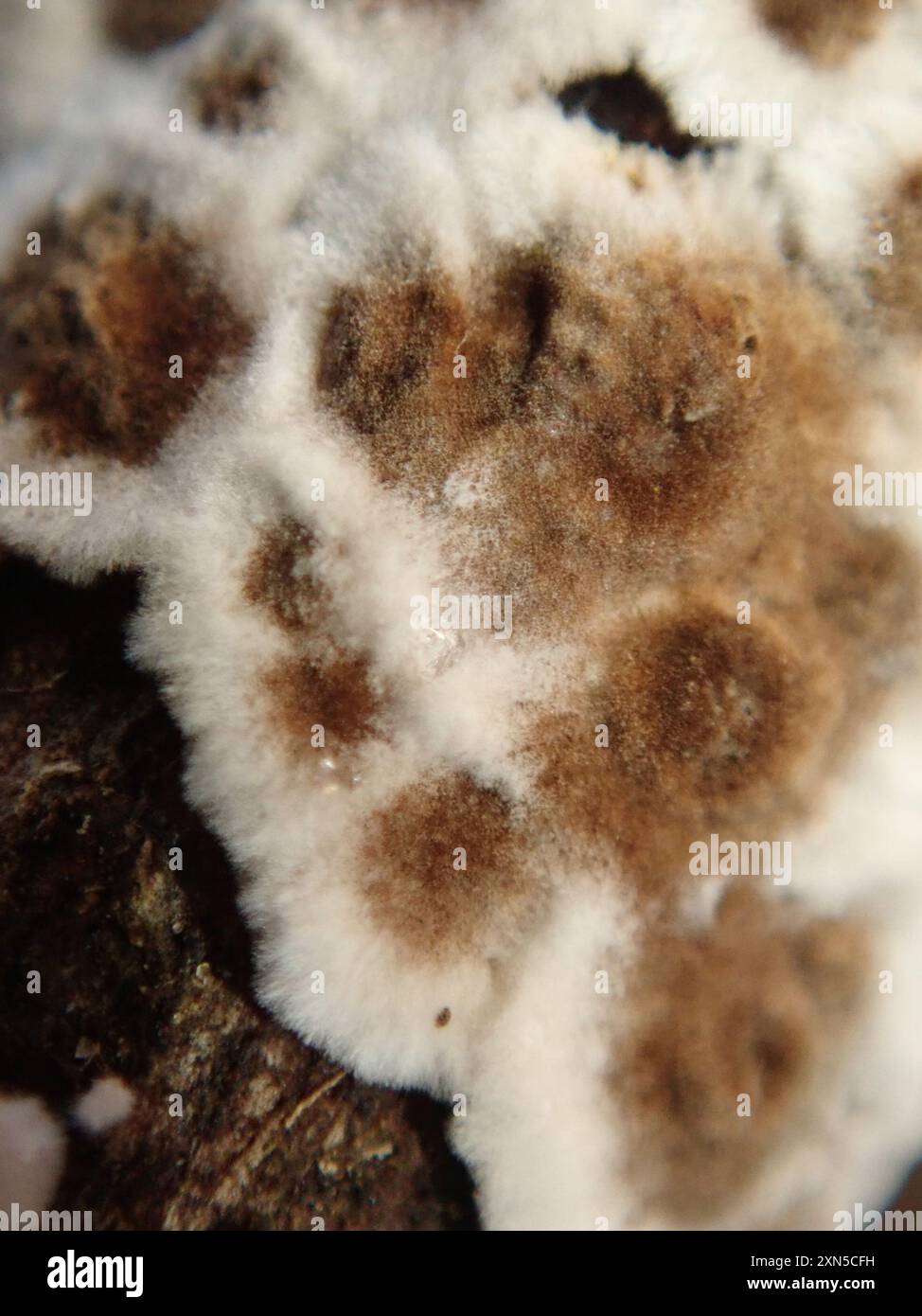 Giraffe Spots (Peniophora albobadia) Fungi Stock Photo - Alamy