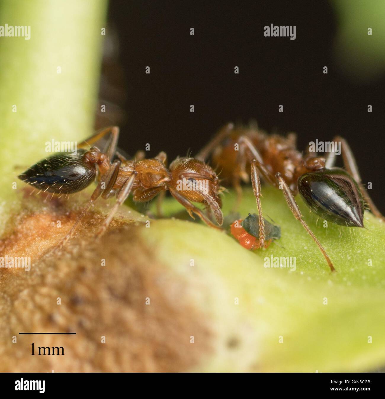 Acrobat Ants and Cocktail Ants (Crematogaster) Insecta Stock Photo - Alamy