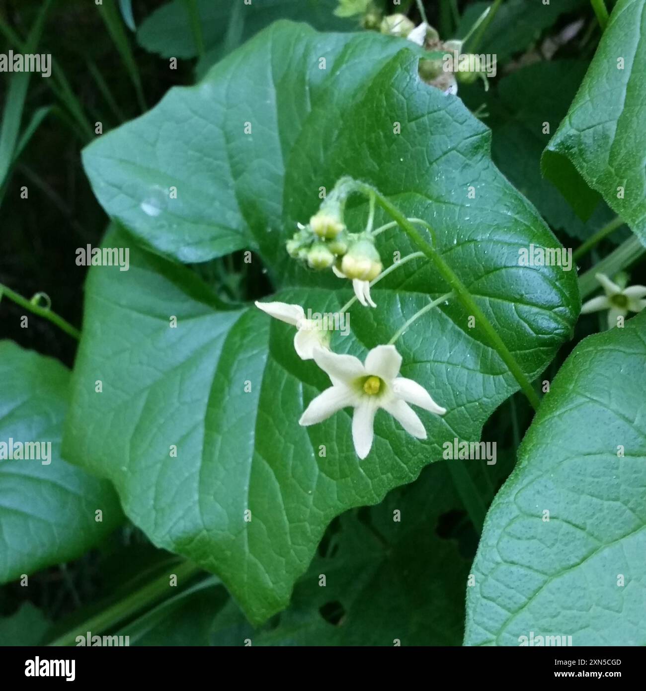 coastal manroot (Marah oregana) Plantae Stock Photo - Alamy