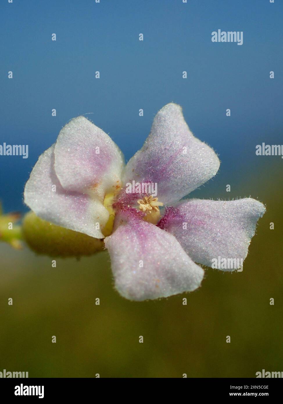 Narrow-leaved Screwtree (Helicteres angustifolia) Plantae Stock Photo ...