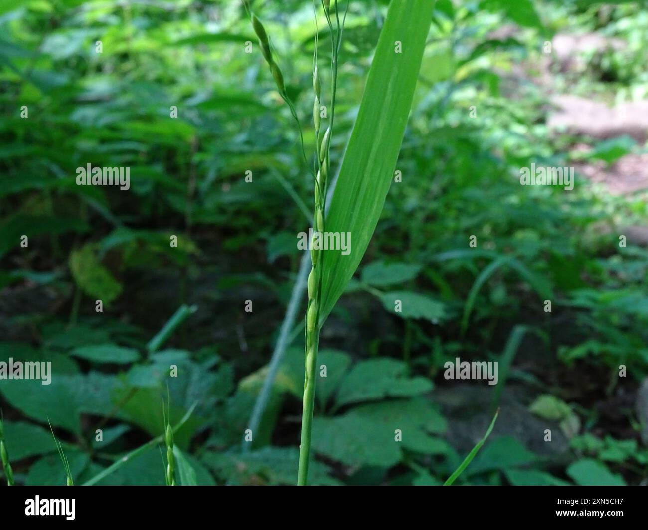 black-fruit mountain-ricegrass (Patis racemosa) Plantae Stock Photo - Alamy