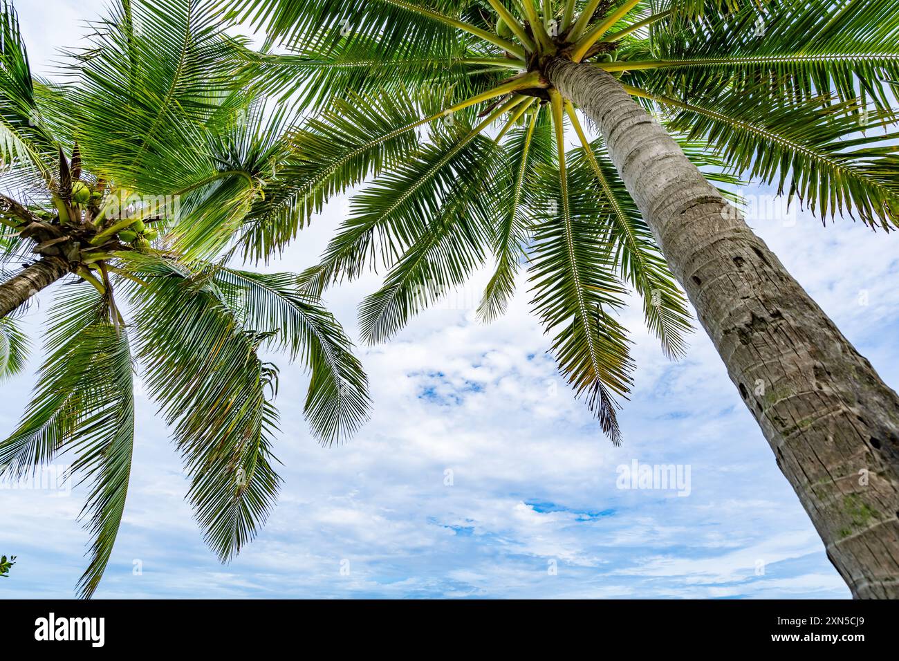Bottom view of tropical palm trees leaves in blue sky background ...