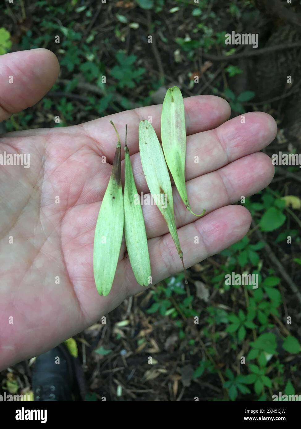 pumpkin ash (Fraxinus profunda) Plantae Stock Photo - Alamy