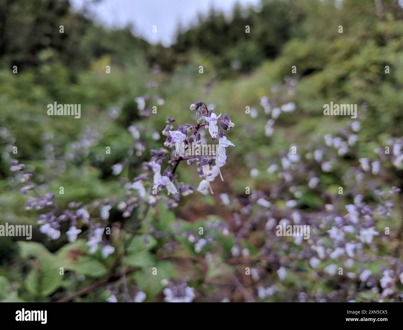 Tonic Teacost (Isodon japonicus) Plantae Stock Photo - Alamy