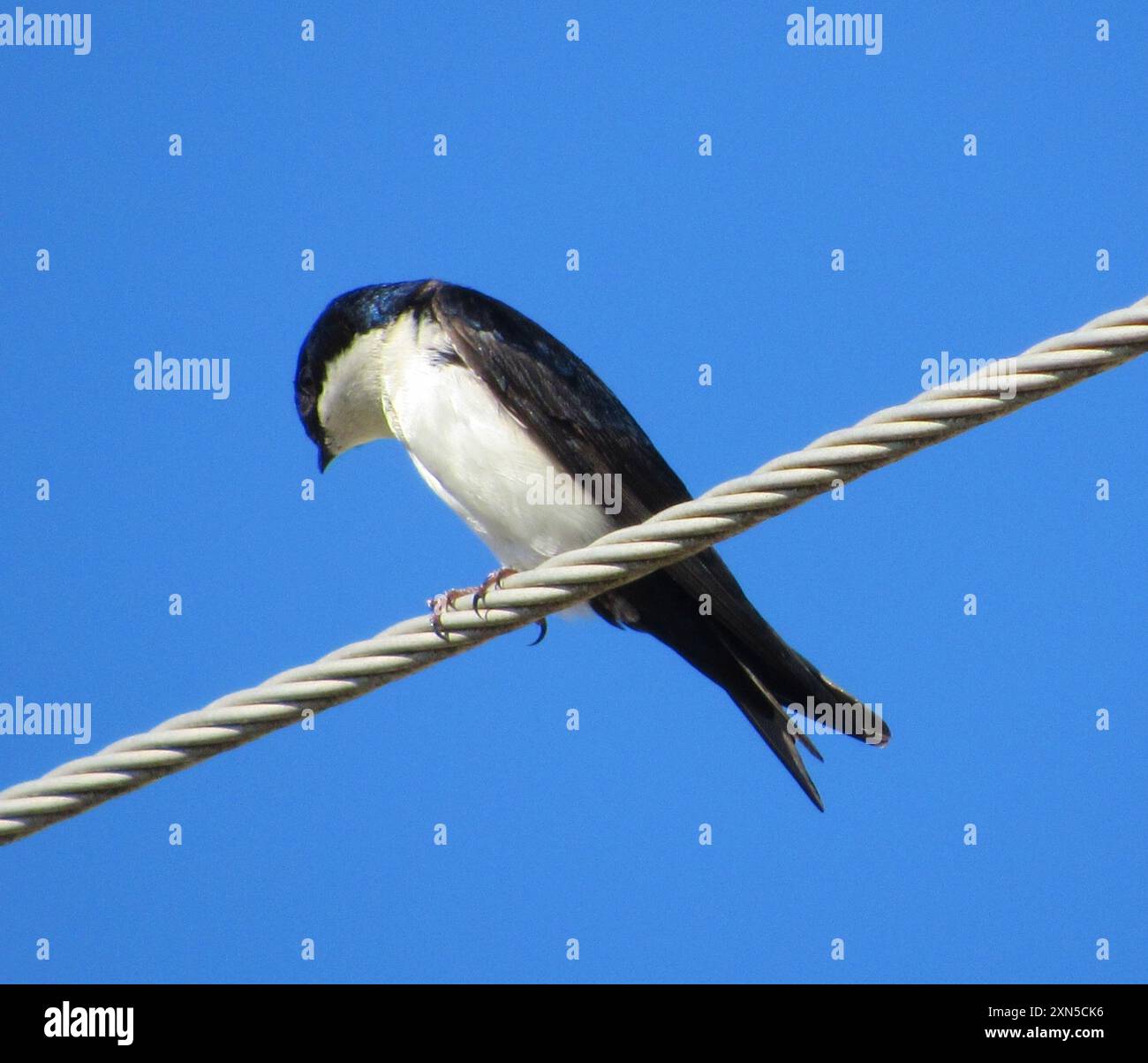 Blue-and-white Swallow (Pygochelidon cyanoleuca) Aves Stock Photo - Alamy