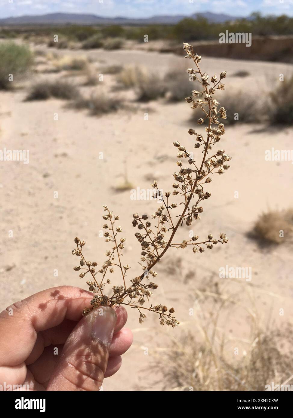 Field Sagewort (Artemisia campestris) Plantae Stock Photo - Alamy