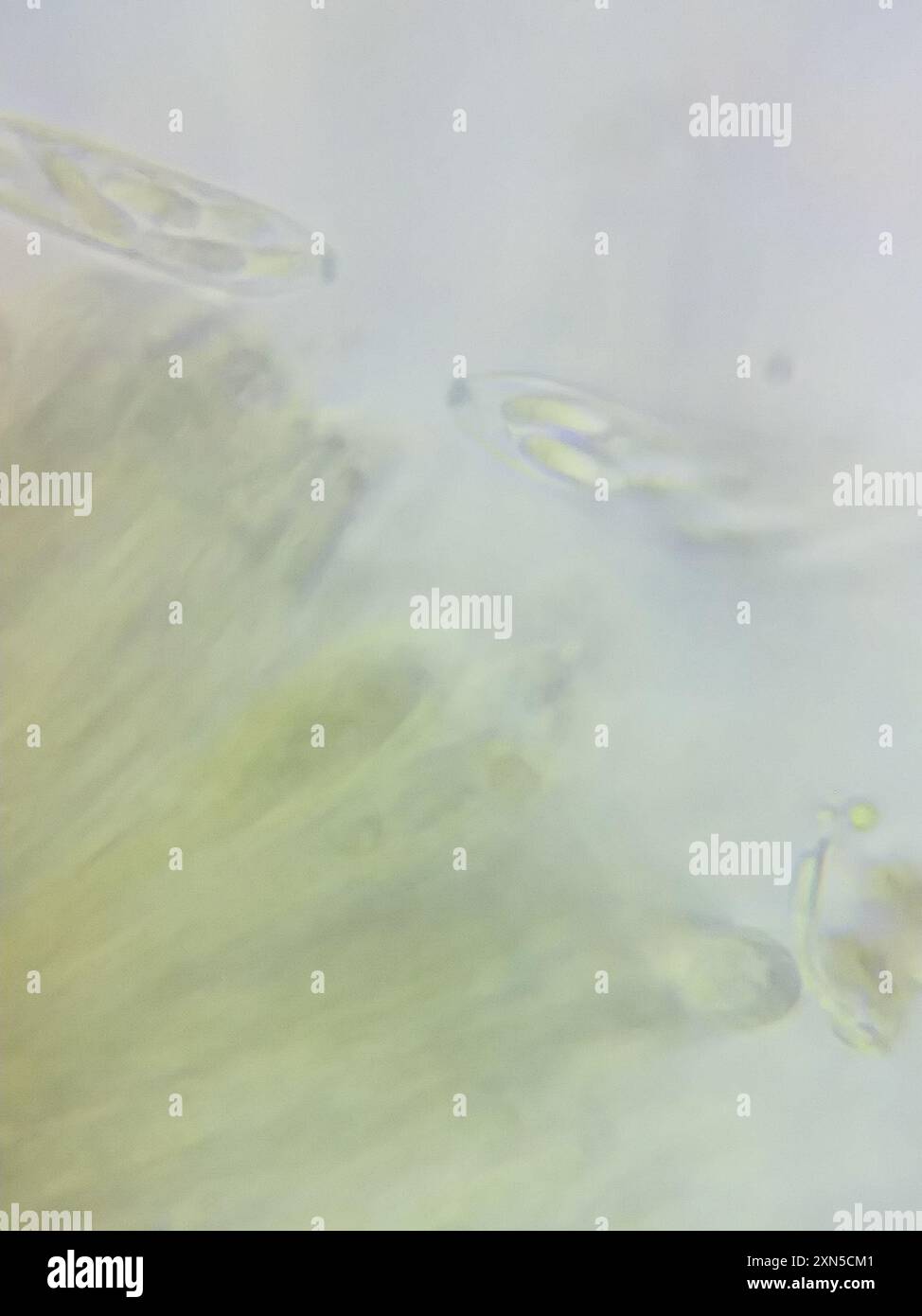 (Chlorosplenium chlora) Fungi Stock Photo - Alamy