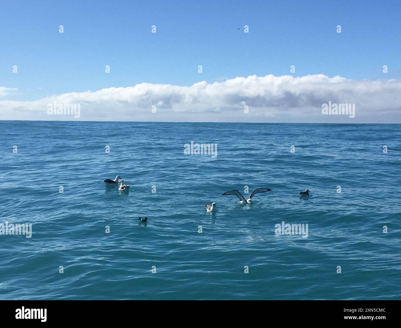 Great Albatrosses (Diomedea) Aves Stock Photo - Alamy