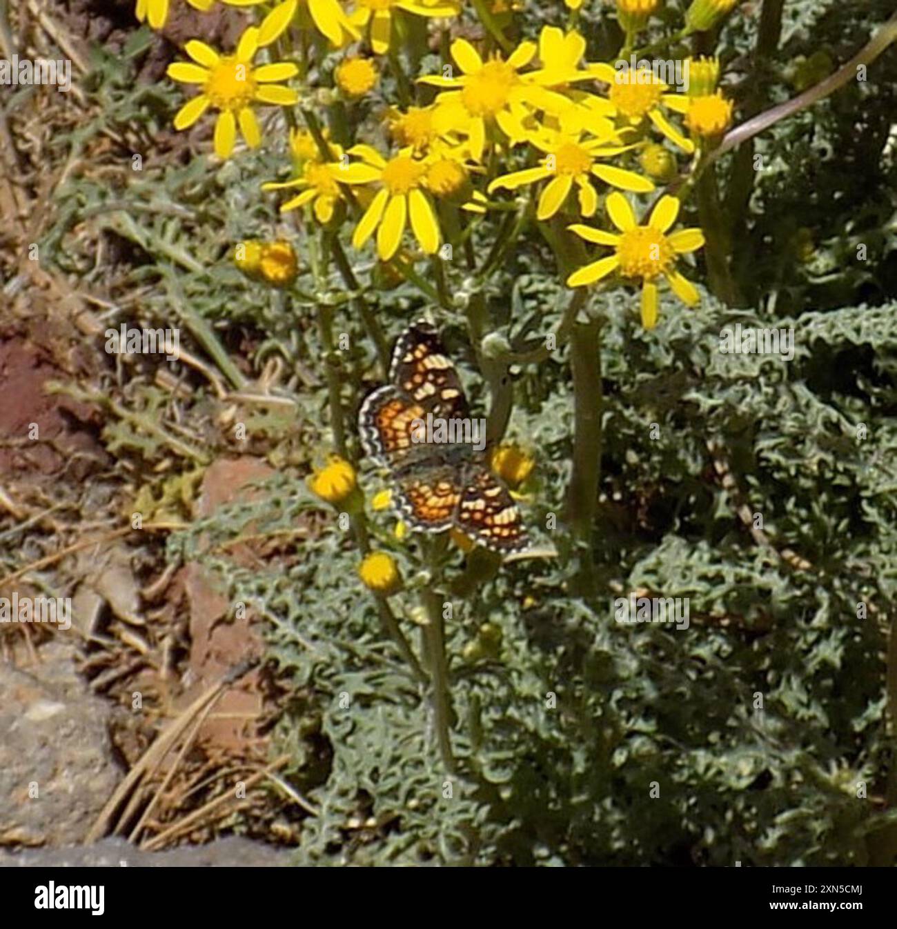 Field Crescent (Phyciodes pulchella) Insecta Stock Photo - Alamy