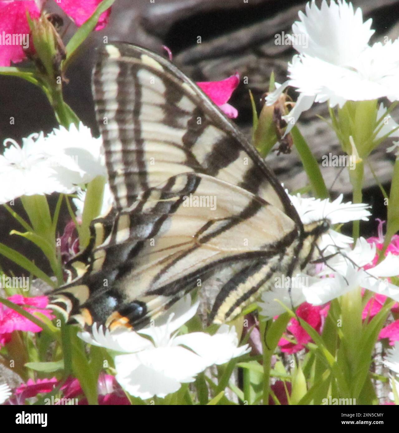 Western Tiger Swallowtail (Papilio rutulus) Insecta Stock Photo - Alamy