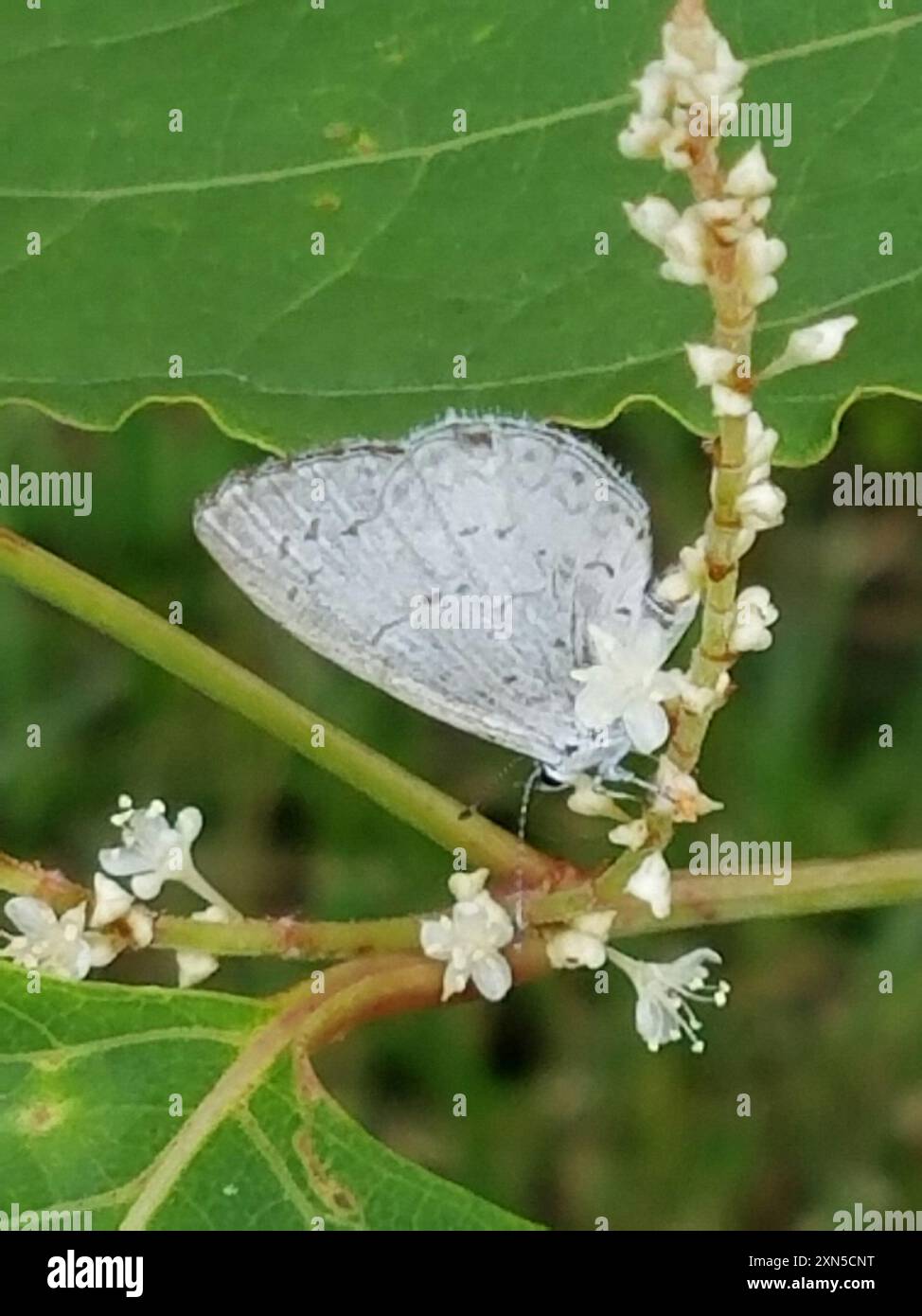 Summer Azure (Celastrina neglecta) Insecta Stock Photo - Alamy