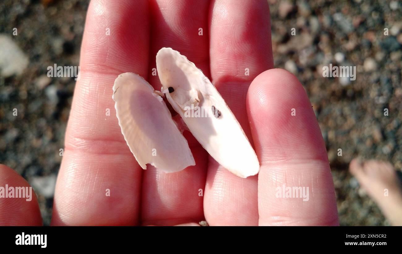 False Angelwing (Petricolaria pholadiformis) Mollusca Stock Photo - Alamy